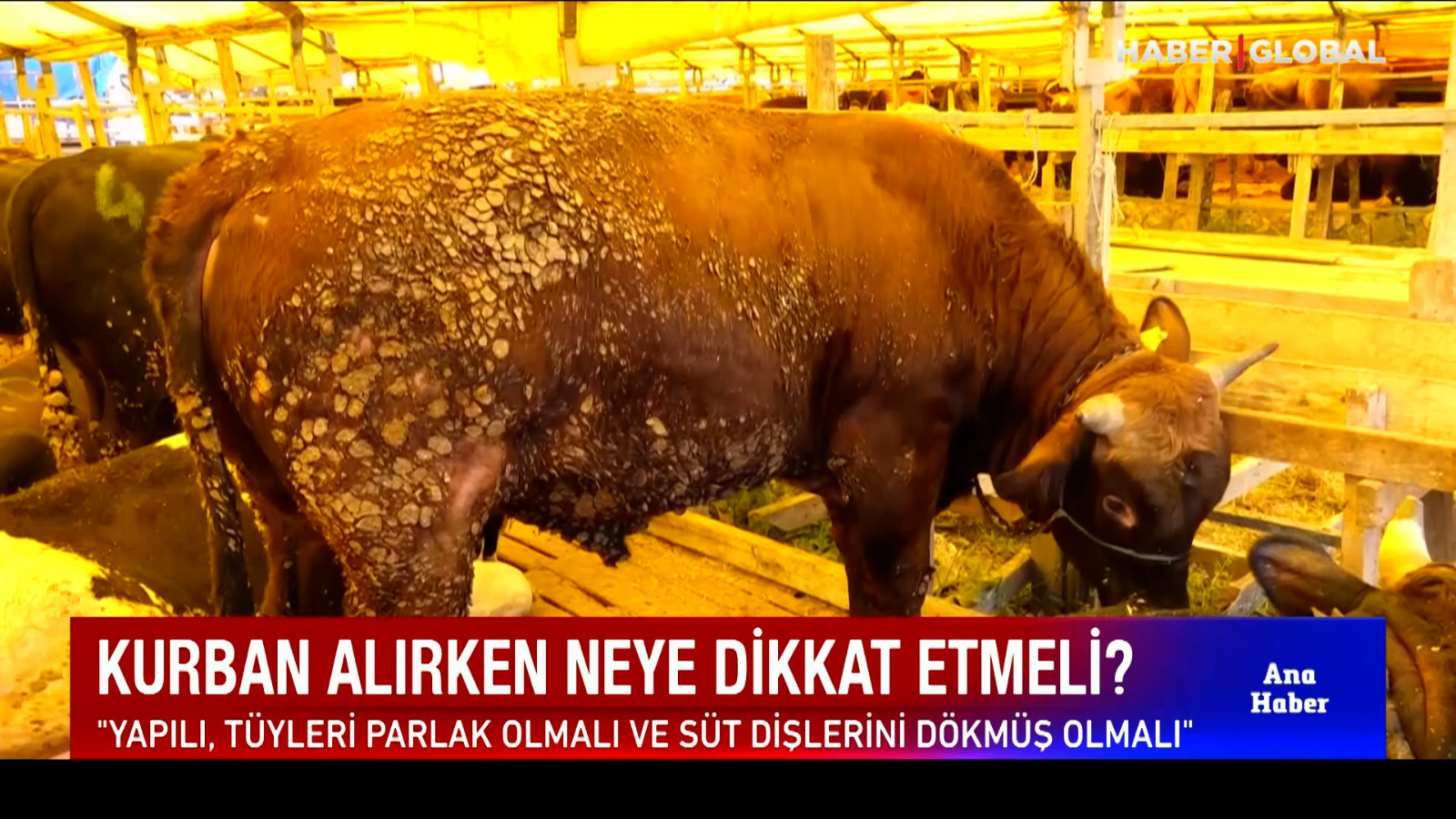 İstanbul'da pazarlıklar başladı! Kaç liradan satılıyor? Kurban alırken ...